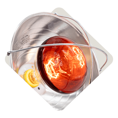 How to Start Raising Egg-Laying Chickens | IFA's Helping to Grow Blog