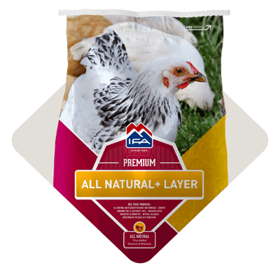 What to Feed Chickens? | IFA's Helping to Grow Blog