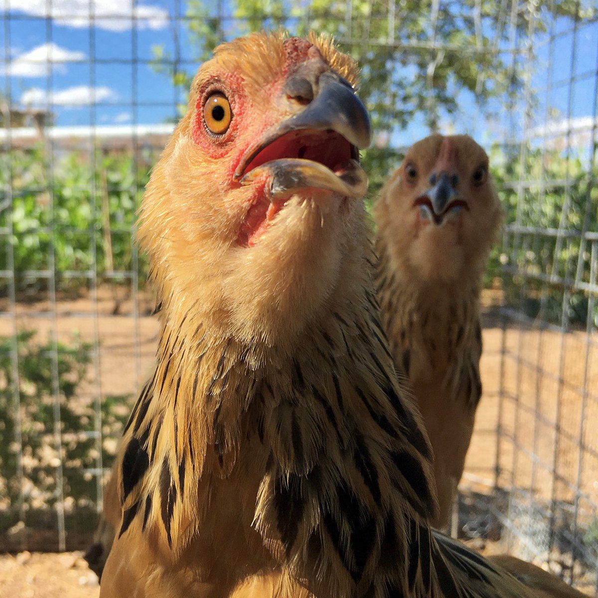 IFA Feathers & Photos Chick Days Contest | IFA Country Stores